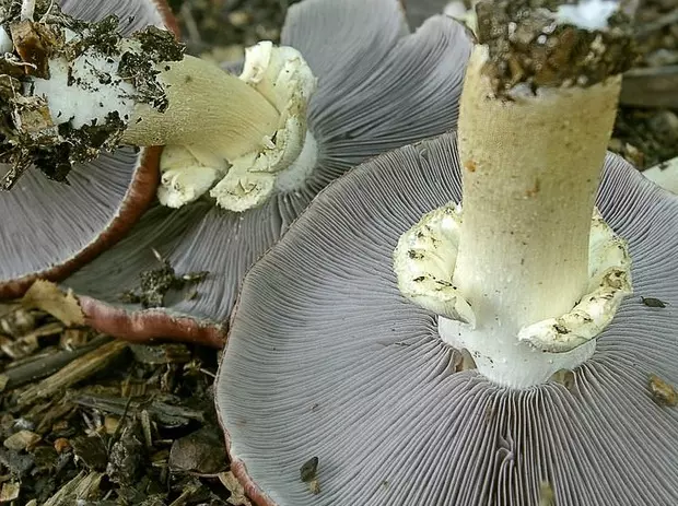 Stropharia rugose-annular (Ringlet, Stropharia rugoso-annulata): wéi gesi Champignonen aus, wou a wéi se wuessen, si se iessbar oder net 6972_4