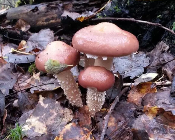 Строфария ругоза-сақиналы (сақина, Stropharia rugoso-annulata): саңырауқұлақтар қалай көрінеді, олар қайда және қалай өседі, олар жеуге жарамды ма, жоқ па? 6972_6