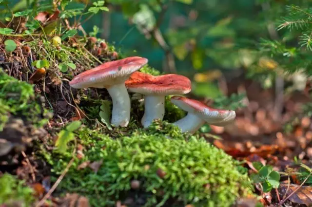 Russula: argazkia eta nolakoa den deskribatzen du, non hazten den, motak, onurak eta kalteak 6977_1