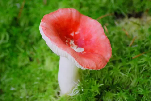 Russula: ຮູບແລະລາຍລະອຽດຂອງລັກສະນະຂອງມັນ, ບ່ອນທີ່ມັນເຕີບໃຫຍ່, ປະເພດ, ຜົນປະໂຫຍດແລະອັນຕະລາຍ 6977_10