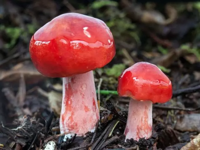 Russula: argazkia eta nolakoa den deskribatzen du, non hazten den, motak, onurak eta kalteak 6977_11