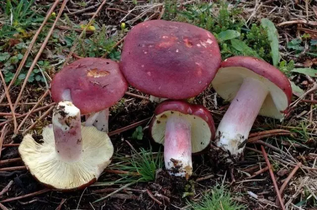 Russula: argazkia eta nolakoa den deskribatzen du, non hazten den, motak, onurak eta kalteak 6977_12