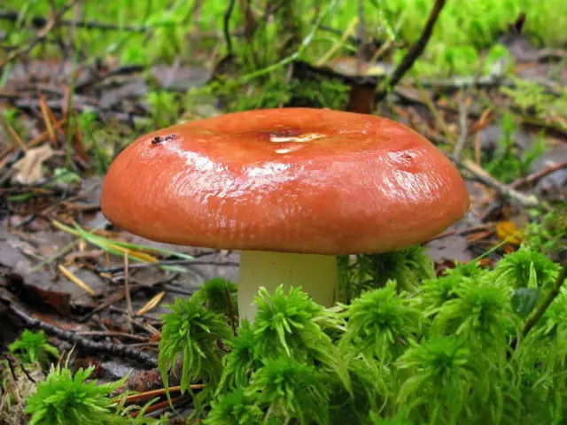 Russula: argazkia eta nolakoa den deskribatzen du, non hazten den, motak, onurak eta kalteak 6977_13