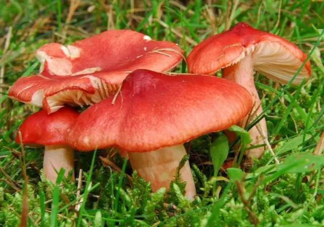 Russula: foto kaj priskribo, kiel ĝi aspektas, kie ĝi kreskas, specoj, avantaĝoj kaj malutiloj 6977_21