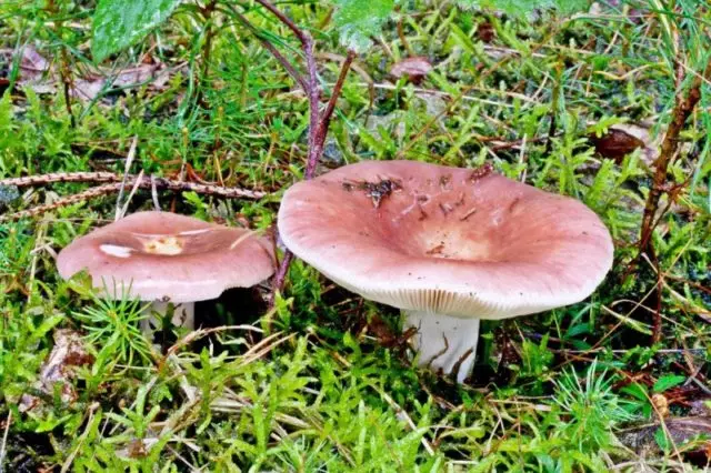 Russula：照片和描述它的樣子，它在哪裡生長，類型，好處和危害 6977_3