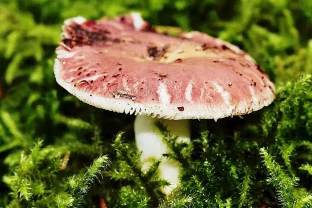 Russula: hình ảnh và mô tả về nó trông như thế nào, nơi nó phát triển, các loại, lợi ích và tác hại 6977_4