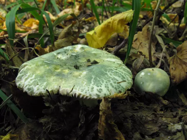 Russula: argazkia eta nolakoa den deskribatzen du, non hazten den, motak, onurak eta kalteak 6977_5