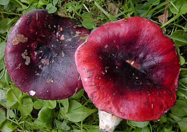 Russula: argazkia eta nolakoa den deskribatzen du, non hazten den, motak, onurak eta kalteak 6977_6