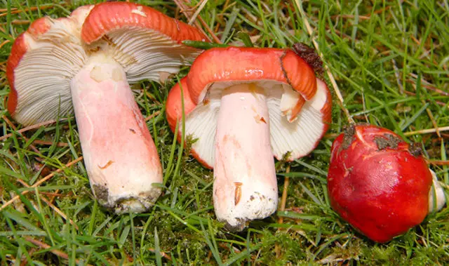 Russula: ຮູບແລະລາຍລະອຽດຂອງລັກສະນະຂອງມັນ, ບ່ອນທີ່ມັນເຕີບໃຫຍ່, ປະເພດ, ຜົນປະໂຫຍດແລະອັນຕະລາຍ 6977_7