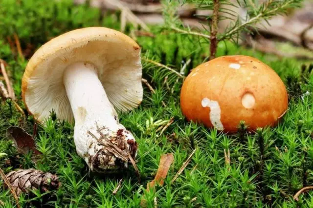 Russula: foto kaj priskribo, kiel ĝi aspektas, kie ĝi kreskas, specoj, avantaĝoj kaj malutiloj 6977_9