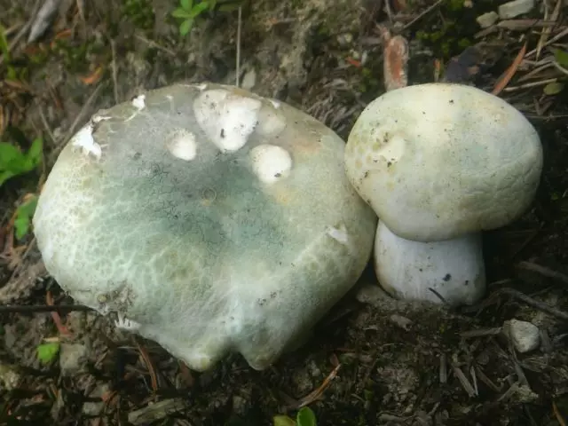 Icyatsi cya russula: ifoto nibisobanuro, biribwa cyangwa ntabwo, gutegura 6978_4