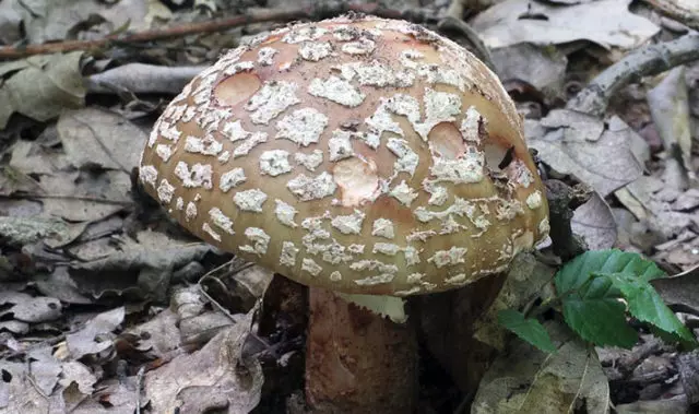 Icyatsi cya russula: ifoto nibisobanuro, biribwa cyangwa ntabwo, gutegura 6978_5