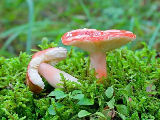 Icyatsi cya russula: ifoto nibisobanuro, biribwa cyangwa ntabwo, gutegura 6978_6