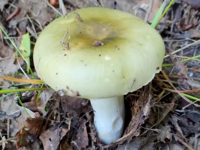 Icyatsi cya russula: ifoto nibisobanuro, biribwa cyangwa ntabwo, gutegura 6978_7