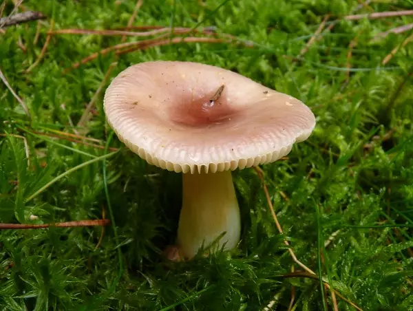 Çima russula ev nav girt û gelo ew dikarin xav werin xwarin 6983_1