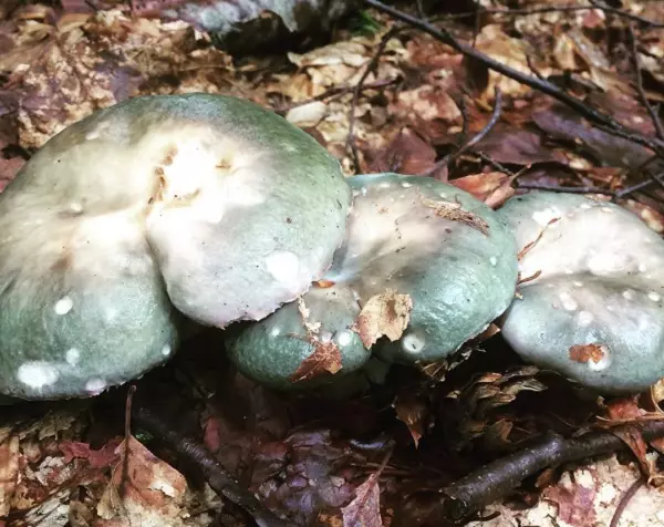 Näme üçin russula bu at aldy we olary çig iýip bolýarmy? 6983_2