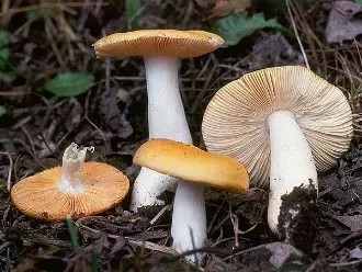 Näme üçin russula bu at aldy we olary çig iýip bolýarmy? 6983_4