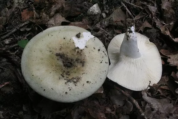 Kutheni i-russula ineli gama kwaye inokudliwa iluhlaza 6983_5