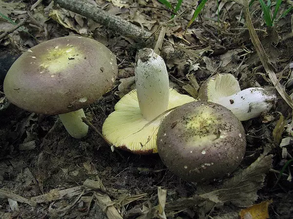 Nima uchun russula bu nomni oldi va ularni xom iste'mol qilish mumkin 6983_6