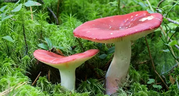 Kedu ihe kpatara russula ji nweta aha a na enwere ike iri ha nke ọma 6983_7