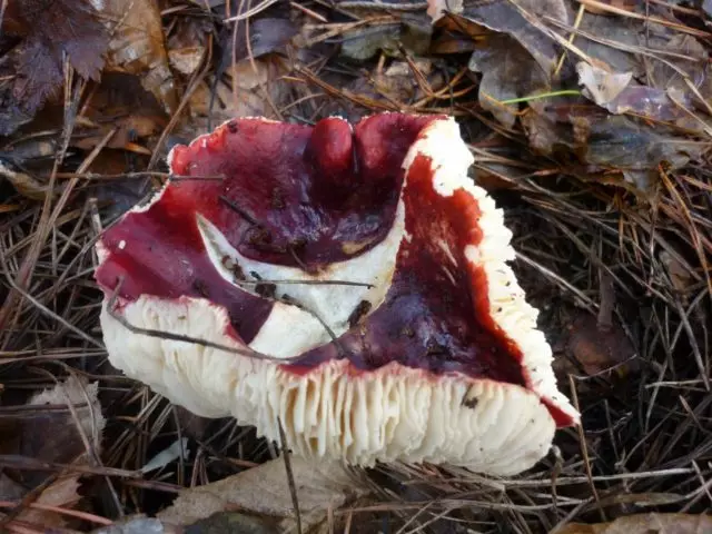 Kele russula: apraksts, ēdamība, kā atšķirt, foto 6987_1