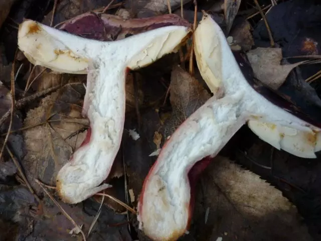 Kele russula: apraksts, ēdamība, kā atšķirt, foto 6987_2