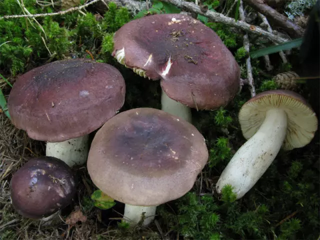 Tyrkisk russula: beskrivelse og foto, hvor det vokser, brug 6992_1