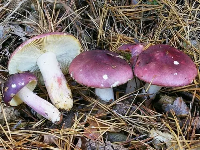 Turkijos russula: aprašymas ir nuotrauka, kur ji auga, naudojimas 6992_15