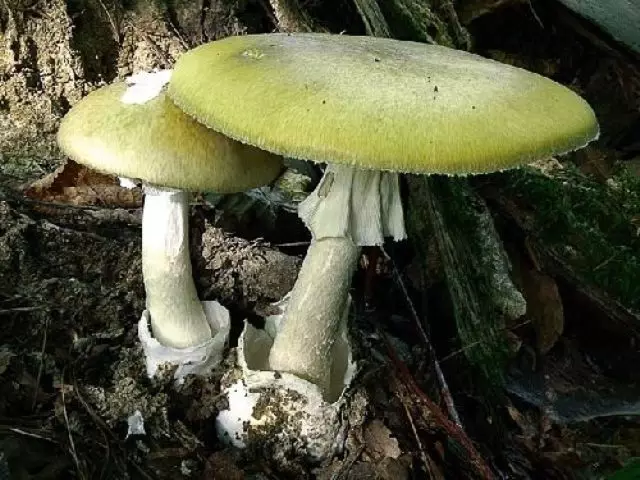 Turcijas russula: apraksts un foto, kur tas aug, izmantošana 6992_17