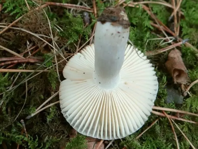 Turcijas russula: apraksts un foto, kur tas aug, izmantošana 6992_2