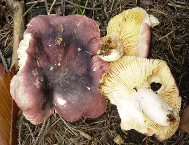 Russula ea Turkey: tlhaloso le foto, moo e holang, sebelisa 6992_3