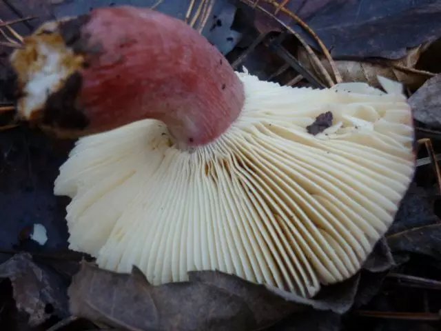 Russula ea Turkey: tlhaloso le foto, moo e holang, sebelisa 6992_4