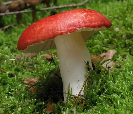 Turkijos russula: aprašymas ir nuotrauka, kur ji auga, naudojimas 6992_5