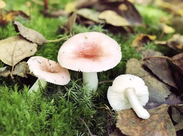 Russula ea Turkey: tlhaloso le foto, moo e holang, sebelisa 6992_6