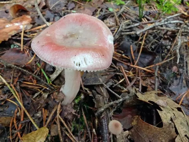 Török russula: leírás és fotó, ahol nő, használja 6992_8