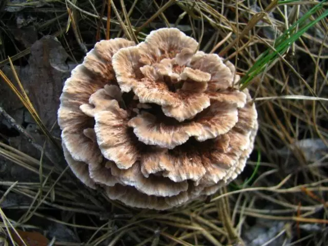 Terrestryske telefony (Thelephora terrestris): hoe paddestoelen der útsjen, wêr en hoe se groeie, binne se te iten of net 7000_2