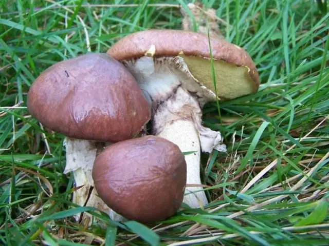 Plato de mantequilla común (otoño, tardío, amarillo, real, Suillus luteus): cómo se ven, cuándo recolectar, cómo cocinar 7002_1