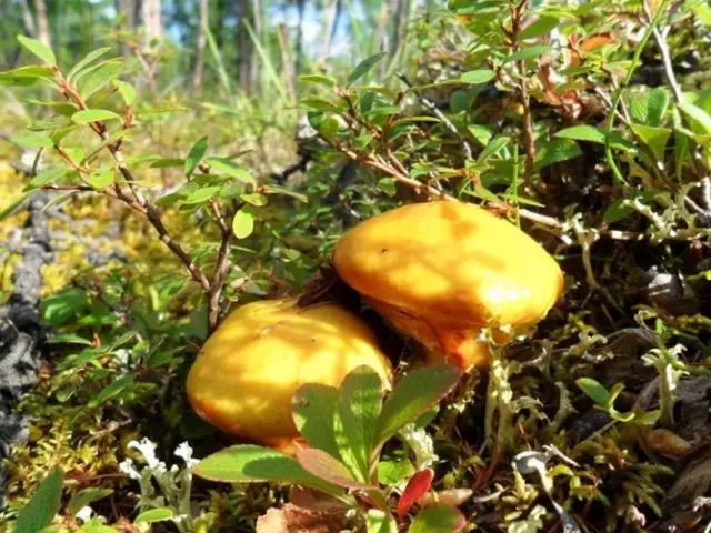 Sejo se tloaelehileng sa botoro (hoetla, kamora nako, bosehla, 'nete, Suillus luteus): li shebahala joang, li lata neng, li pheha joang 7002_12