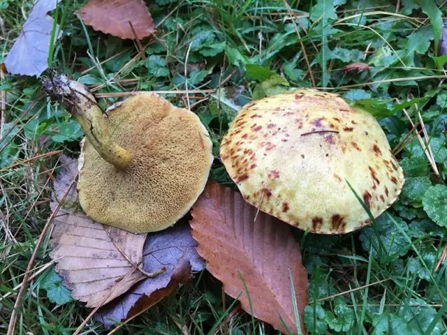 Sejo se tloaelehileng sa botoro (hoetla, kamora nako, bosehla, 'nete, Suillus luteus): li shebahala joang, li lata neng, li pheha joang 7002_16