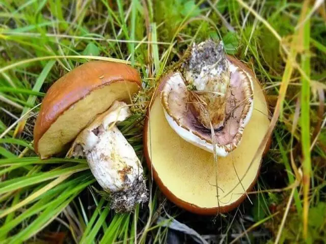 Common butter dish (autumn, late, yellow, real, Suillus luteus): what they look like, when to collect, how to cook 7002_2