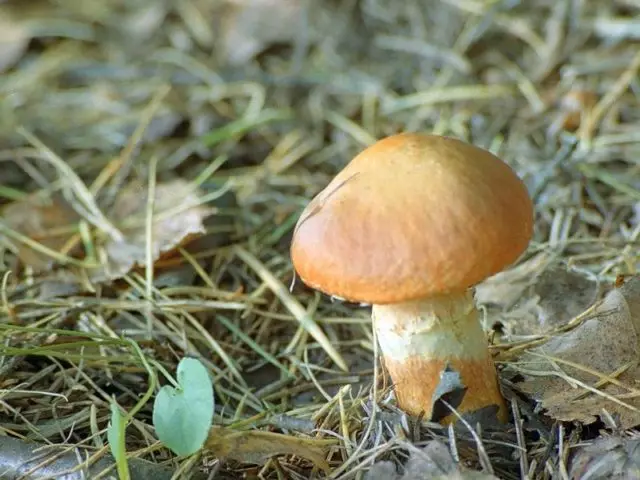 Tavaline võiroog (sügis, hiline, kollane, päris, Suillus luteus): millised nad välja näevad, millal koguda, kuidas süüa teha 7002_3