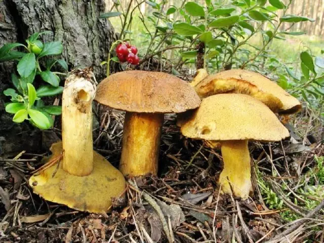 Plato de mantequilla común (otoño, tardío, amarillo, real, Suillus luteus): cómo se ven, cuándo recolectar, cómo cocinar 7002_5