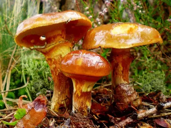 Sejo se tloaelehileng sa botoro (hoetla, kamora nako, bosehla, 'nete, Suillus luteus): li shebahala joang, li lata neng, li pheha joang 7002_7