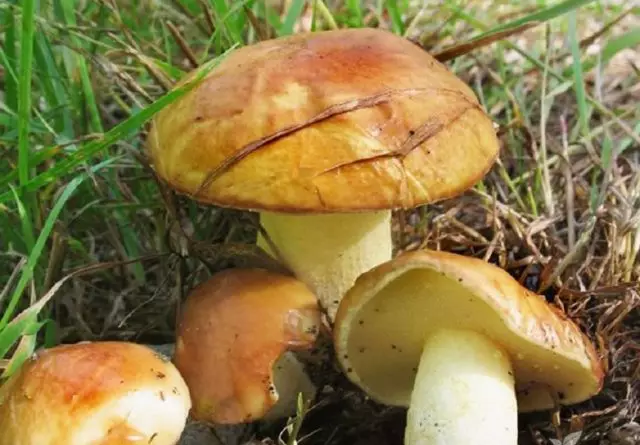 How to grow boletus in the country: in the garden, in the garden, planting and care