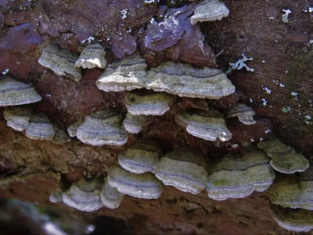 Trichaptum rudai violetinė (Trichaptum fuscoviolaceum): kaip ji atrodo, kur ir kaip auga, valgoma ar ne 7009_1