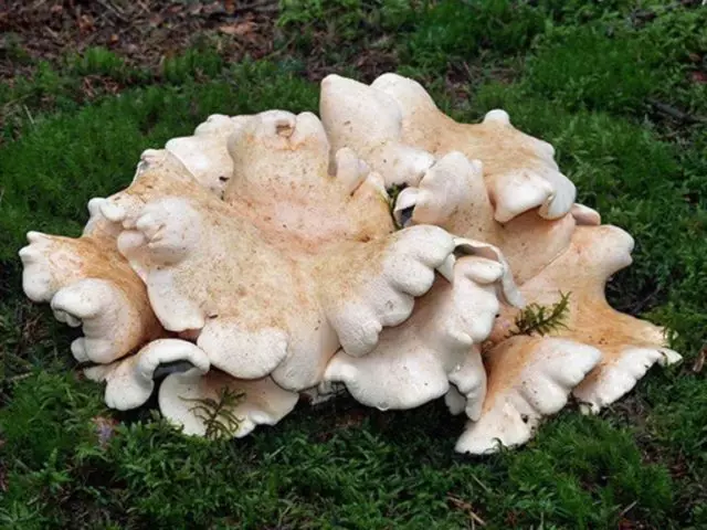 Sheep polypore (Albatrellus ovinus): what it looks like, where and how it grows, edible or not, how to cook 7012_4