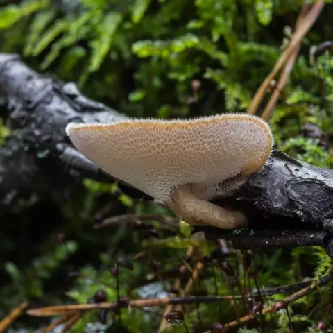 শীতকালীন পলিপোরাস (পলিপোরাস শীতকালীন, লেন্টিনাস ব্রুমালিস): এটি দেখতে কেমন, কোথায় এবং কীভাবে এটি বৃদ্ধি পায়, ভোজ্য বা না 7016_2