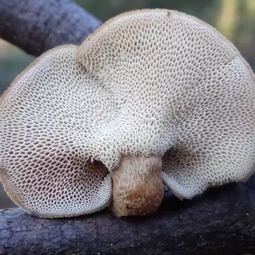 Зимен полипор (Polyporus winter, Lentinus brumalis): как изглежда, къде и как расте, годен за консумация или не 7016_3