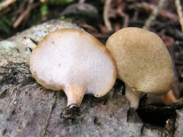 Zima polyporus (Polyporus winter, Lentinus brumalis): momwe zimawonekera, komwe zimakulira, zimadya kapena ayi 7016_5