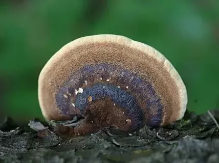 Ischnoderma živicová (živicová huba, Ischnoderma resinosum): ako vyzerá, kde a ako rastie, je alebo nie je jedlá 7017_2